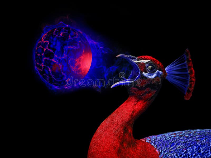 Angry Peacock Stock Photos - Free & Royalty-Free Stock Photos from ...