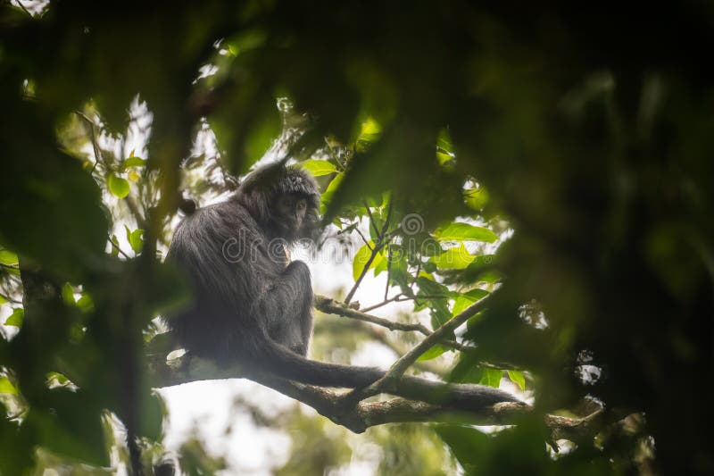Budeng Monkey (Trachypithecus Auratus)in Gunung Gede Pangrango National ...