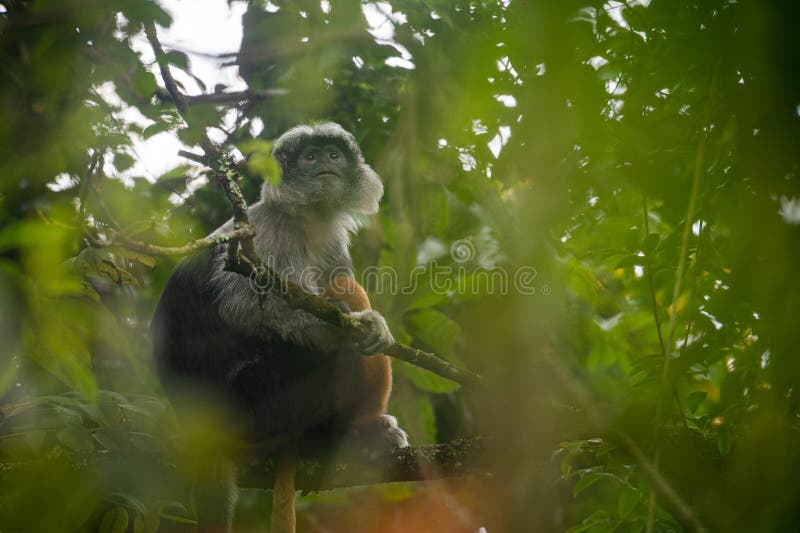 Cercopithecidae Tribe Stock Photos - Free & Royalty-Free Stock Photos ...