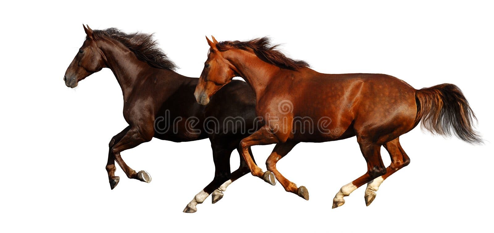 Two White Horses Gallop on Snow Field Stock Photo - Image of purebred ...