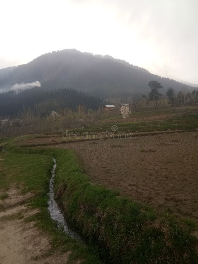Budgam District Tehsil Khag Forest Pics Stock Photo - Image of kashmir ... Budgam District Tehsil Khag Forest Pics Stock Photo - Image of kashmir ...