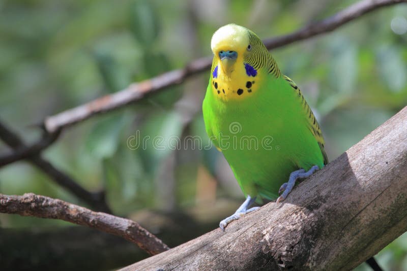 Australian Budgerigar stock image. Image of eating, nature - 133338951