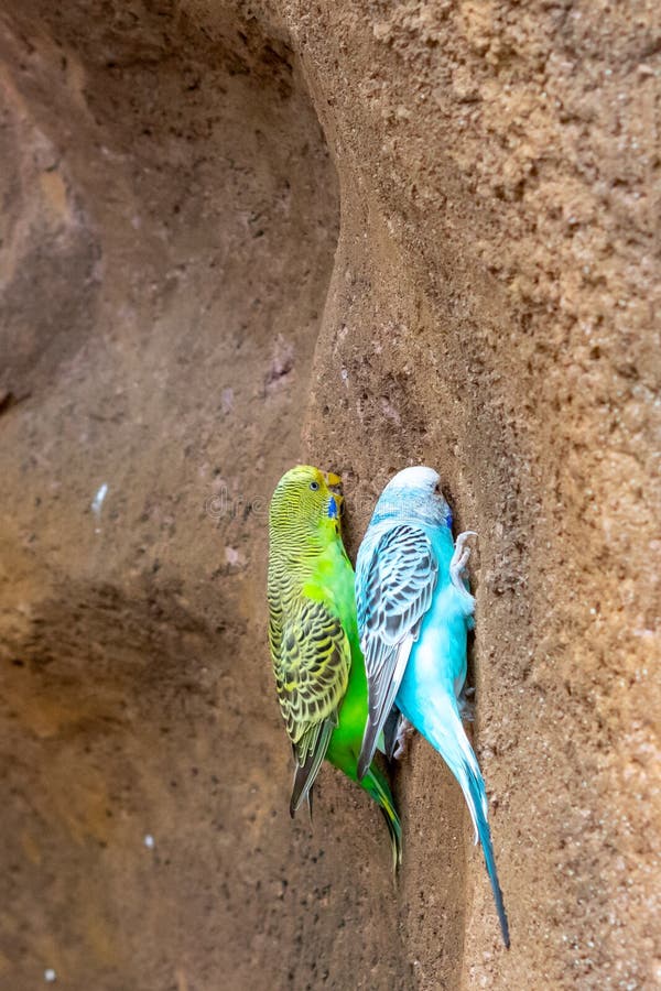 Budgerigar Bird Latin Name Melopsittacus Undulatus. Multiple Colored ...