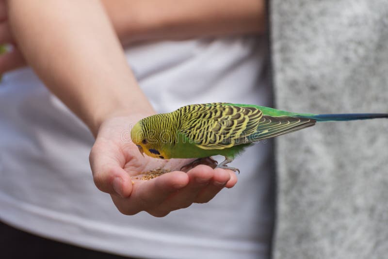 Parakeet is the Common Name for a Diverse Group of Small Parrots. Some ...