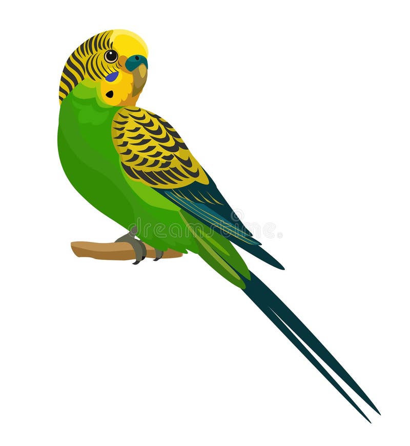 Budgerigar Common or Shell Parakeet Informally Nicknamed Budgie Vector ...