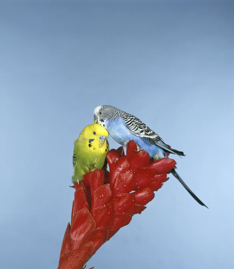 Budgerigar, Melopsittacus Undulatus, Adults Standing on Flower Stock ...