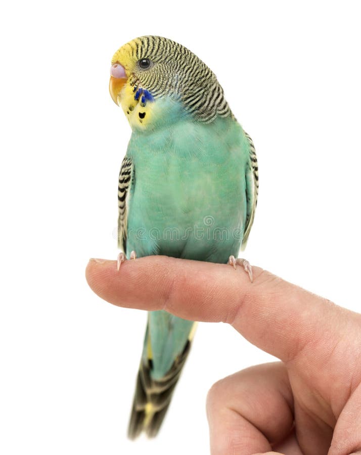Perched Parakeet stock image. Image of shop, perched, store - 747367
