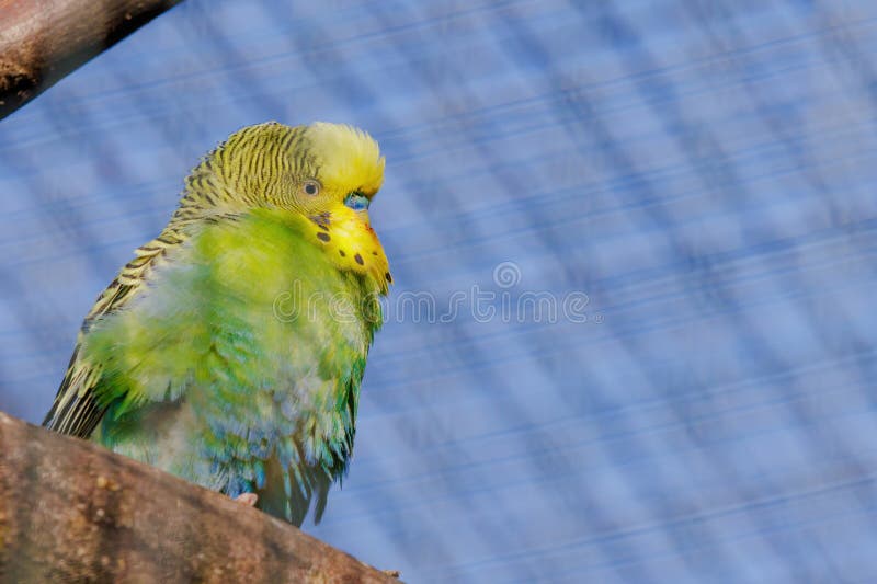 Budgerigar, Perching on Branch, Colorfull Birds, Small, Zoo Stock Photo ...