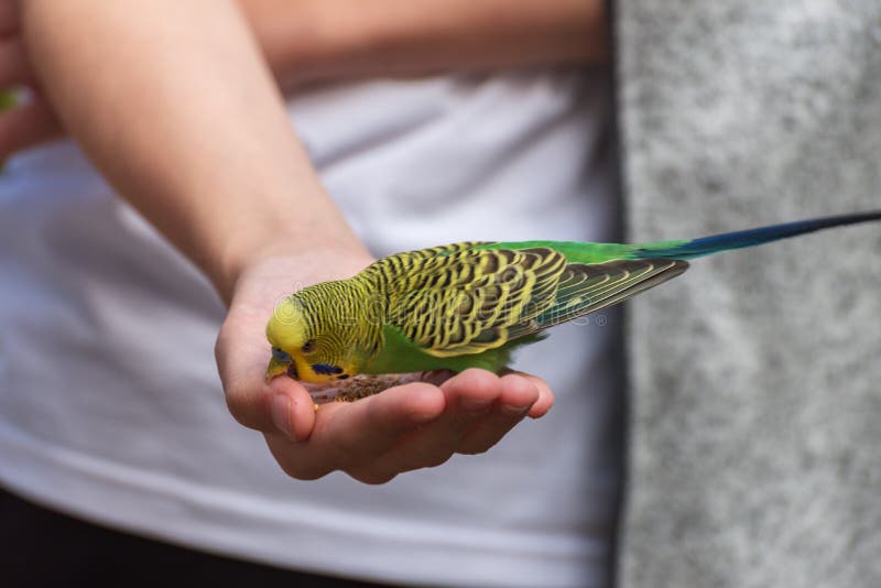Budgerigar, a Small Parrot is on the Palm Stock Image - Image of ...