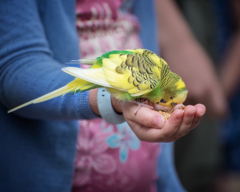 Budgerigar, a Small Parrot Pecks Seeds on the Palm Stock Image - Image ...