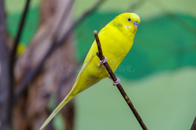 Budgerigar on the tree editorial photography. Image of pretty - 93598502