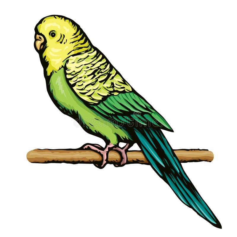 Budgerigar Vector tekening vector illustratie. Illustration of exotisch ...