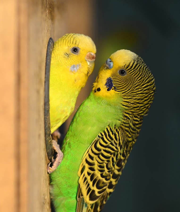 Budgerigar stock image. Image of budgerigar, foraging - 66438635