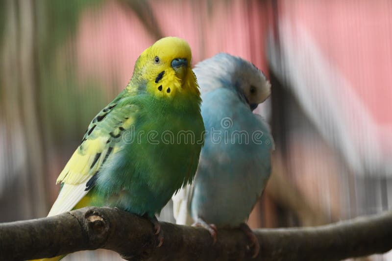 Budgerigars ( Common Pet Parakeets ). Stock Photo - Image of perched ...