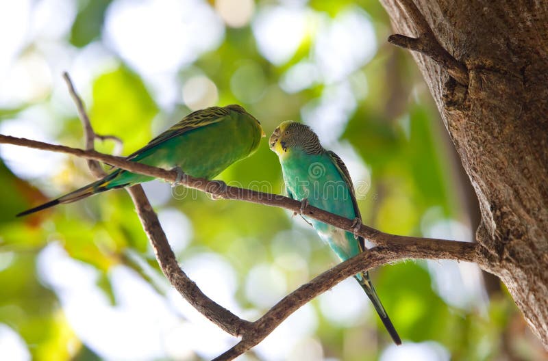 Budgerigars , Shell Parakeet on Branch Stock Image - Image of domestic, wing: 51870507