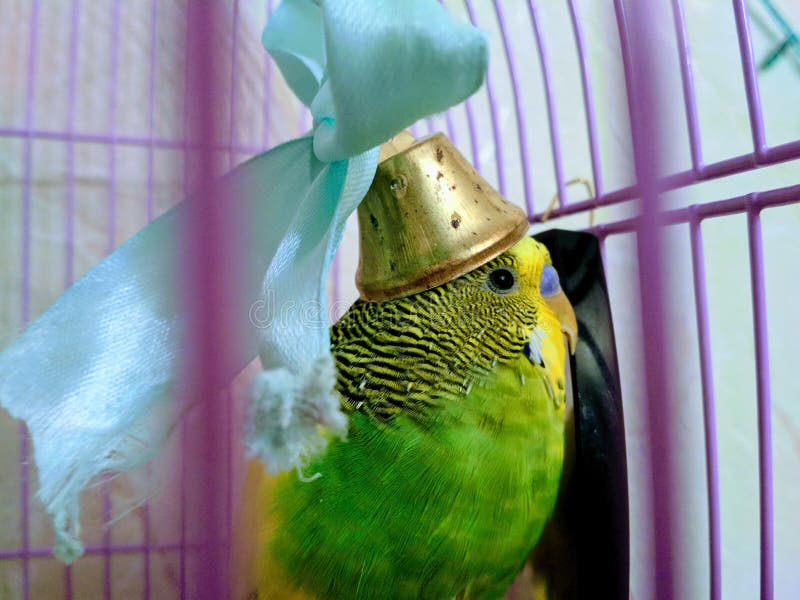 Budgie with a Bell on Its Head. Funny Parrot Stock Photo - Image of ...