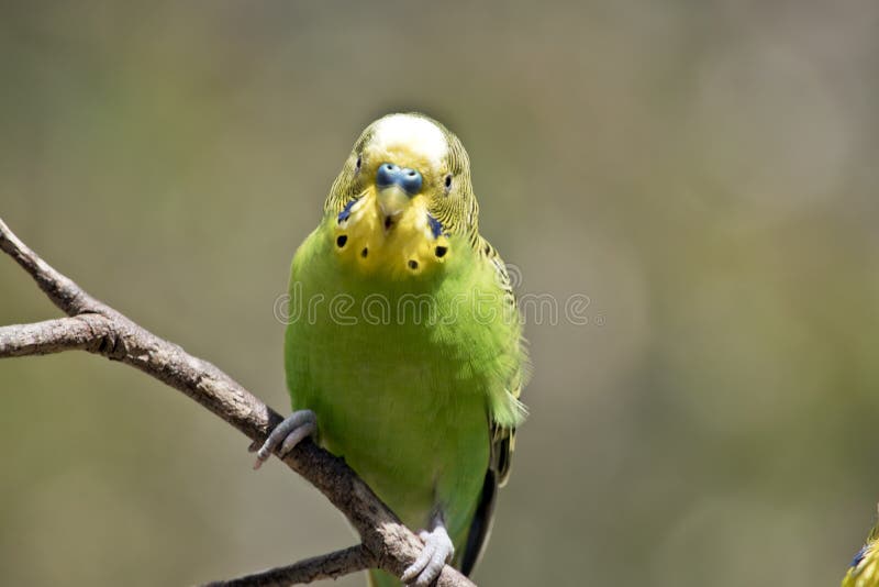 Budgie stock image. Image of green, budgerigar, feathers - 103449123