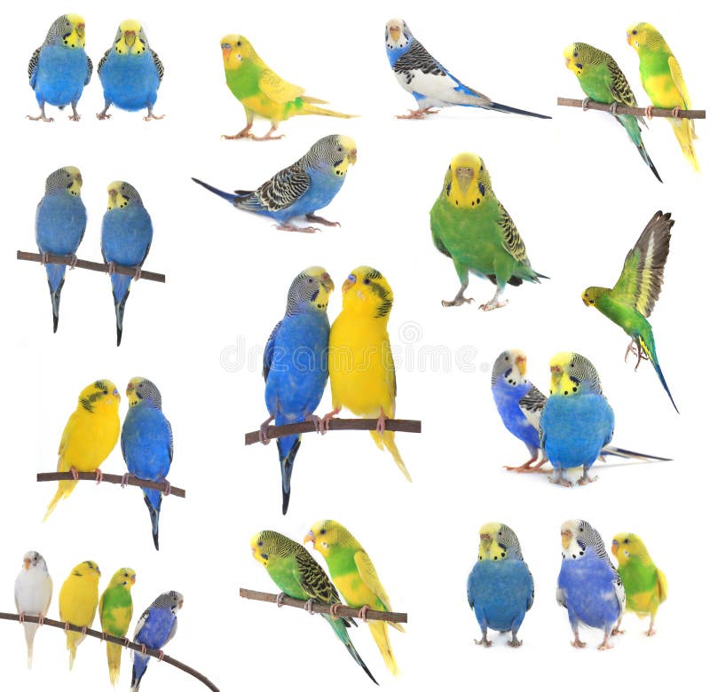 Collage Australian Birds Stock Photos - Free & Royalty-Free Stock ...