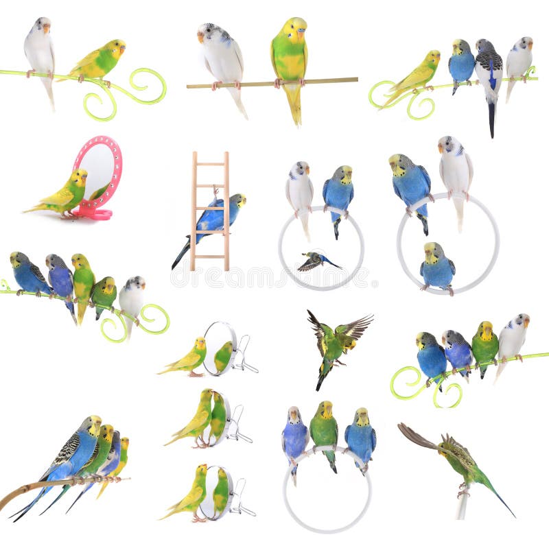 Collage Australian Birds Stock Photos - Free & Royalty-Free Stock ...