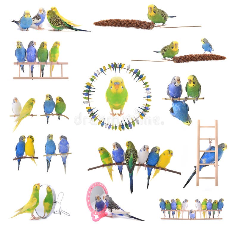 Australian Birds Collage Stock Photos - Free & Royalty-Free Stock ...