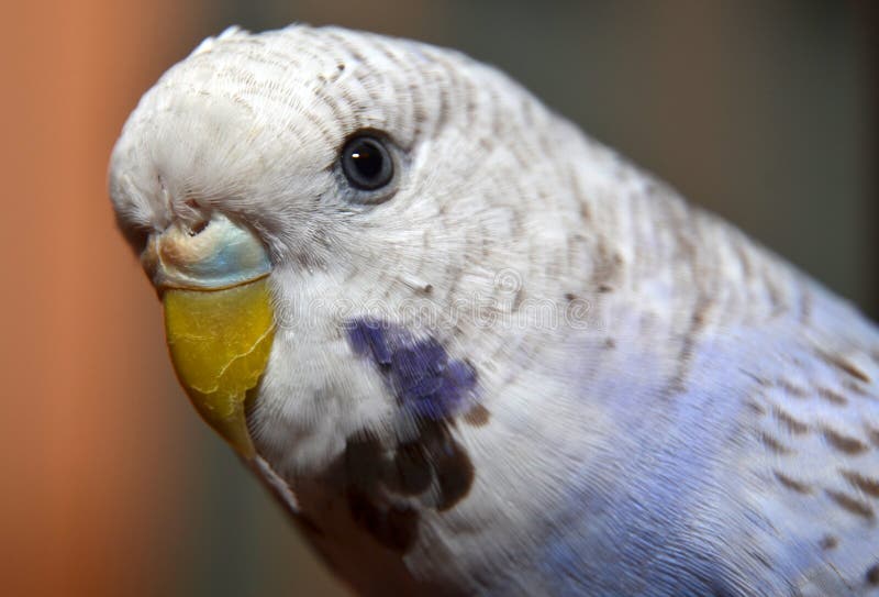 Budgie stock photo. Image of nature, detail, head, parrot - 48900338
