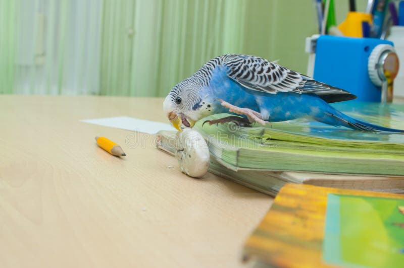 Budgie and eraser stock photo. Image of pecks, textbook - 40852964