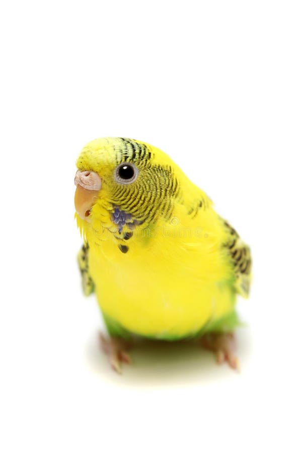 Budgie Female in Natural Habitat in Australia Stock Image - Image of ...