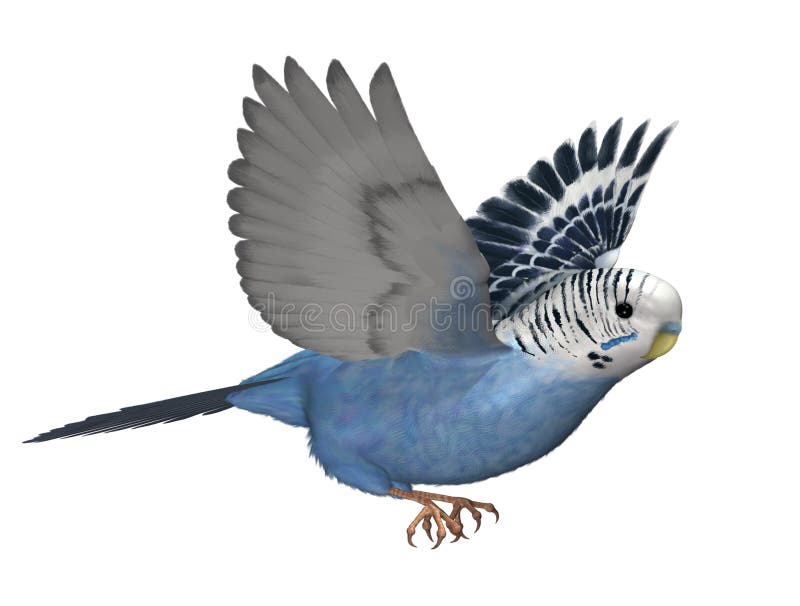 Flying Parakeet Stock Illustrations – 982 Flying Parakeet Stock ...