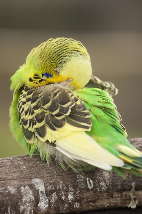 Sleeping Budgie stock photo. Image of budgerigar, budgies - 60204578