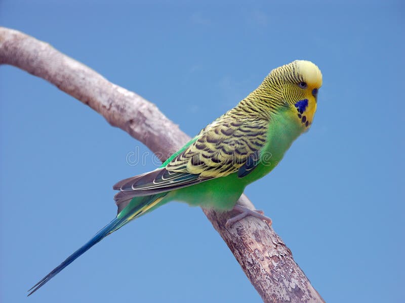 Budgie parrot stock photo. Image of nature, parrot, creature - 750712