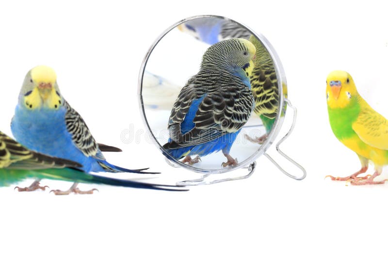 Budgie Mirror Stock Images - Download 124 Royalty Free Photos