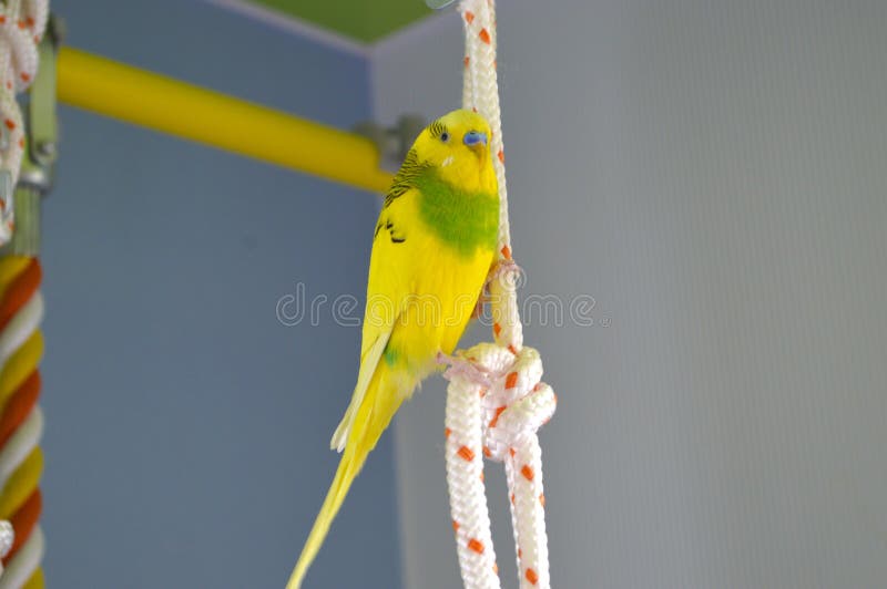 A budgie stock photo. Image of finch, rope, branch, parrot - 213873908