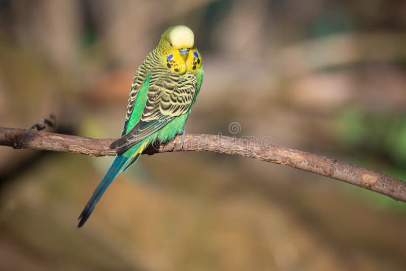 Budgie Sitting on a Branch - Stock Image Stock Photo - Image of ...