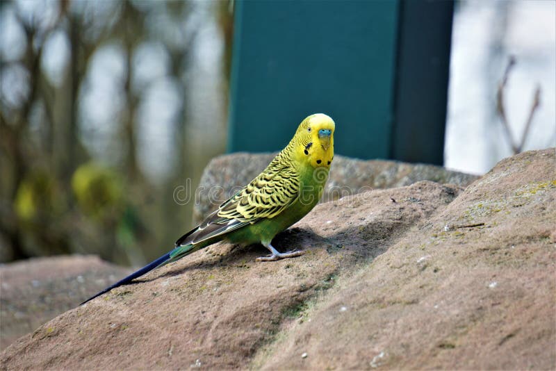 Budgie Sitting On A Branch - Stock Image Stock Photo - Image of parrot ...