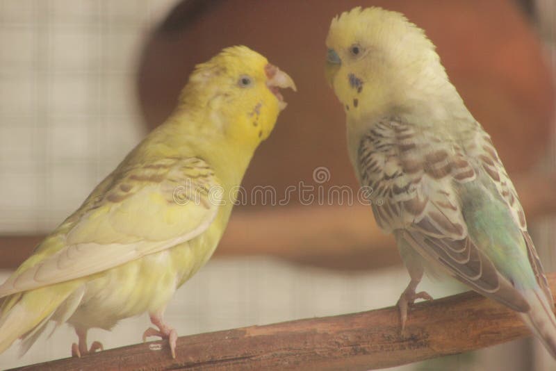 Budgies parrot pair stock image. Image of bird, pair - 143175431
