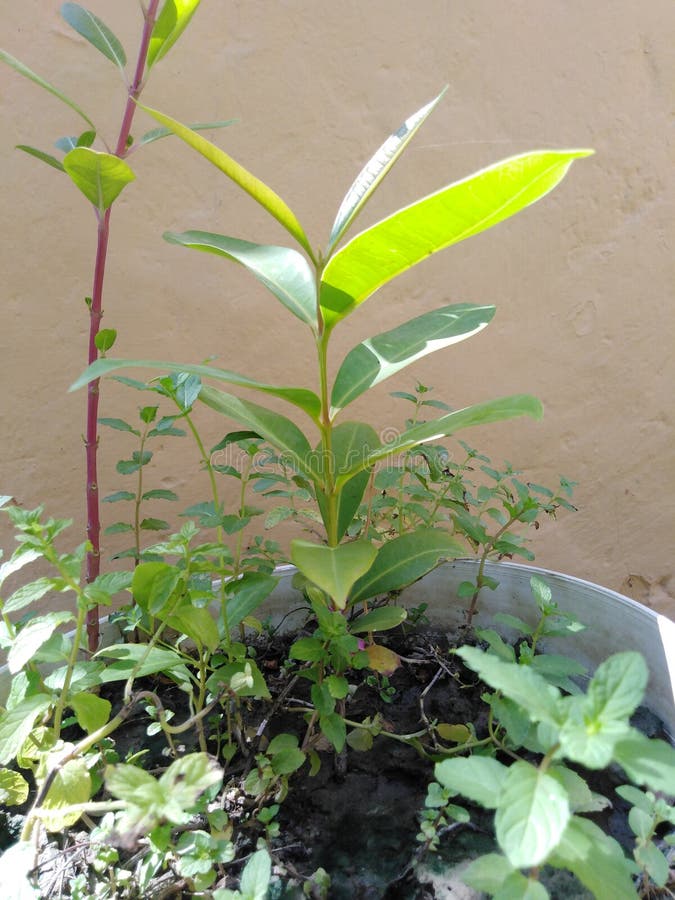 Buding a Beautiful Tree with Small Leaves Stock Photo - Image of tree ...