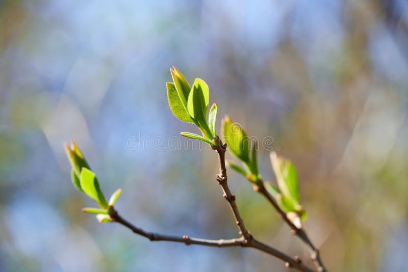 Buding on Trees, Blooming and Young Leaves, Bright Spring Landscape ...