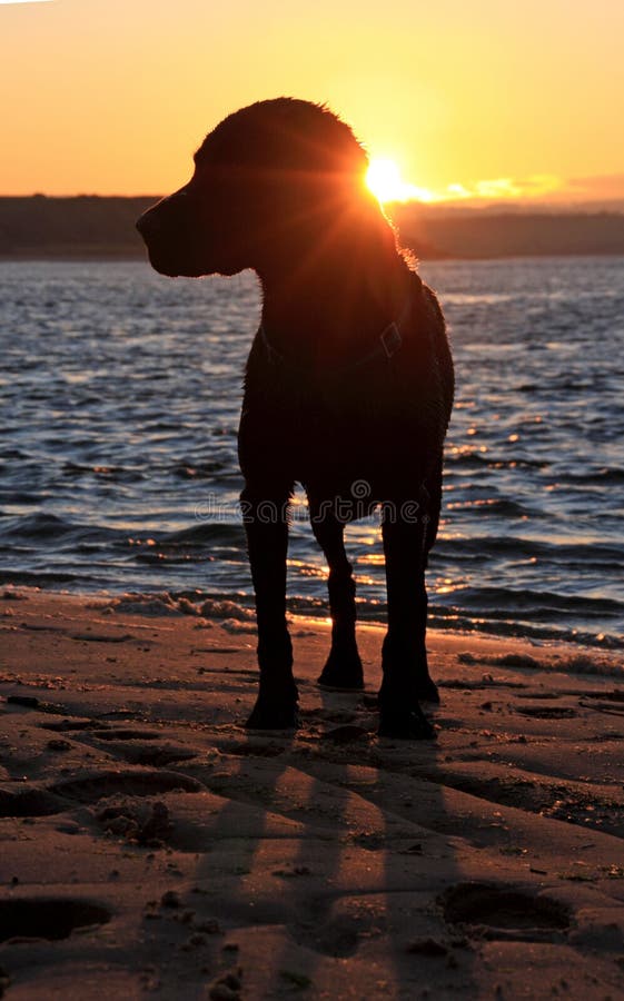 A Cute Little Dog on the Beach Stock Photo - Image of running, animal ...