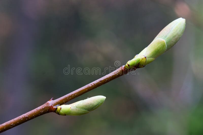 Wheat stock image. Image of vegetation, isolated, spring - 699327