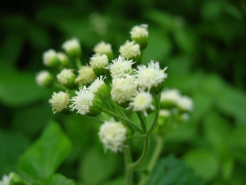 Buds stock photo. Image of white, small, buds, tiny, flora - 281864
