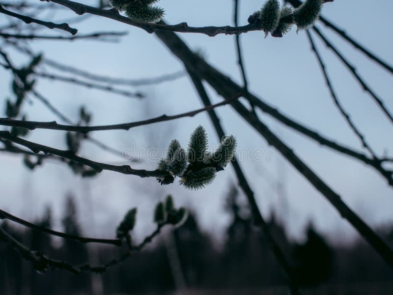 Buds of Alder on a Tree in Spring Stock Image - Image of closeup, life ...