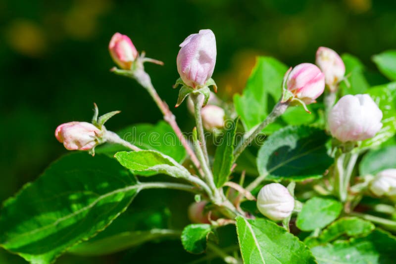 Buds on an Apple Tree, Macro Photo Stock Photo - Image of garden ...