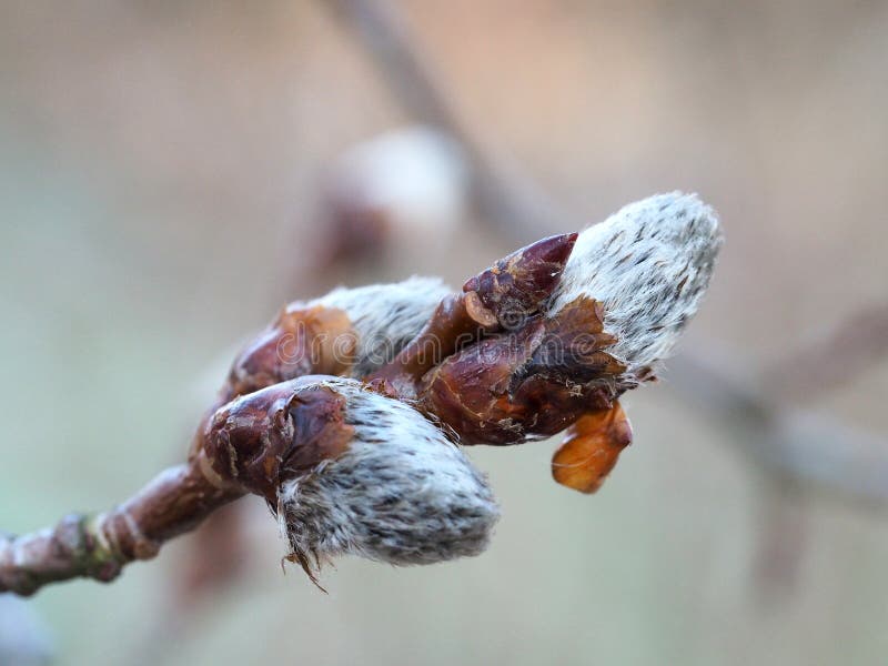Buds from the Aspen tree stock photo. Image of gold - 141795468