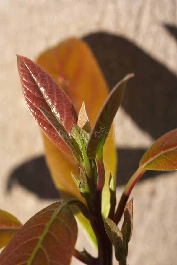 Buds of an avocado tree stock image. Image of green - 149824973