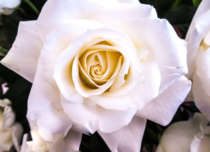 Buds of Beautiful Soft Pink Roses in a Vase Stock Image - Image of ...