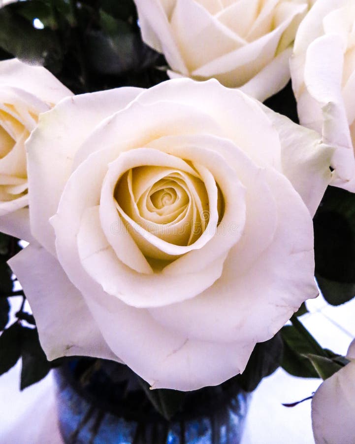 Buds of Beautiful Soft Pink Roses in a Vase Stock Photo - Image of ...