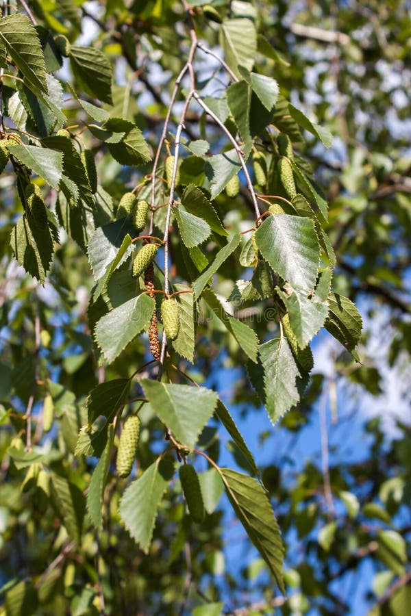 Buds on the birch tree stock photo. Image of leaf, green - 81867476