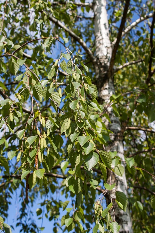 Buds on the birch tree stock photo. Image of early, deciduous - 81867536