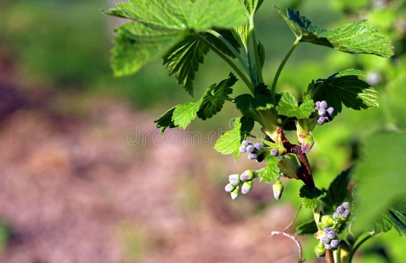 Wild Currant Buds Stock Photos - Free & Royalty-Free Stock Photos from ...