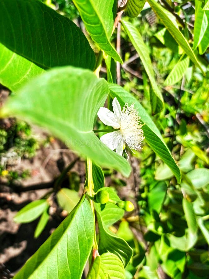 The Buds that Bloom on the Guava Tree Stock Photo - Image of buds ...